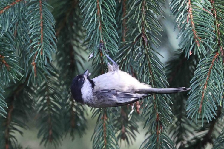 A look at the many songs of the year-round birds in Pennsylvania | News ...